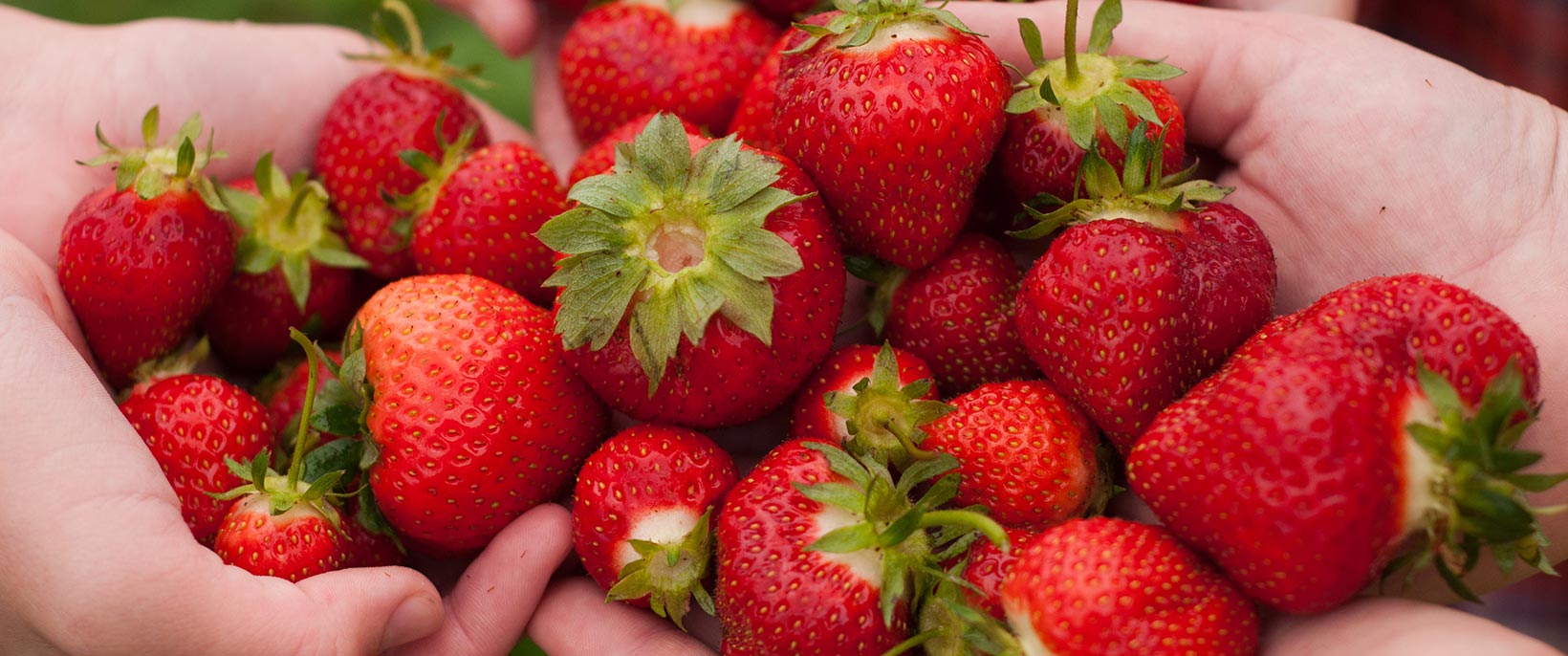 Plants de fraisiers bio – Jean Chirent vous propose des plants de ...